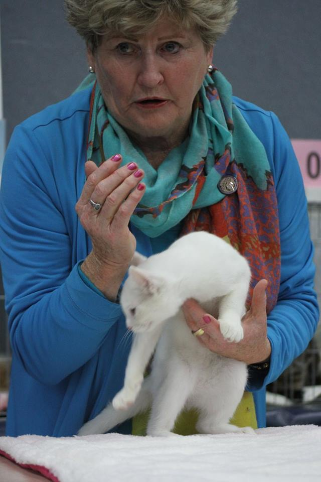 Sue Ford – Hamilton Cat Club Inc